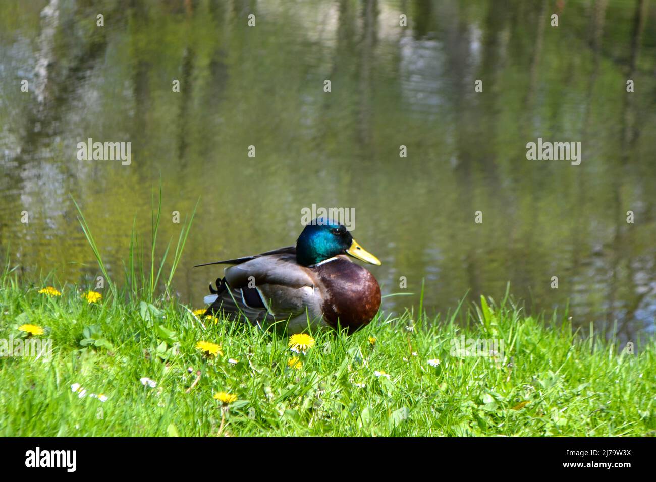 Image of an animal a wild drake and a duck sail on a pond Stock Photo ...
