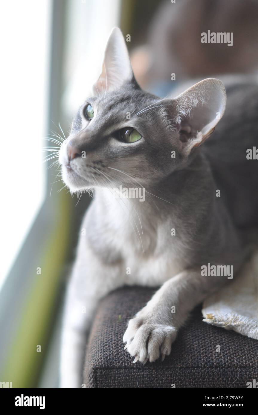 Oriental shorthair cat hi-res stock photography and images - Alamy