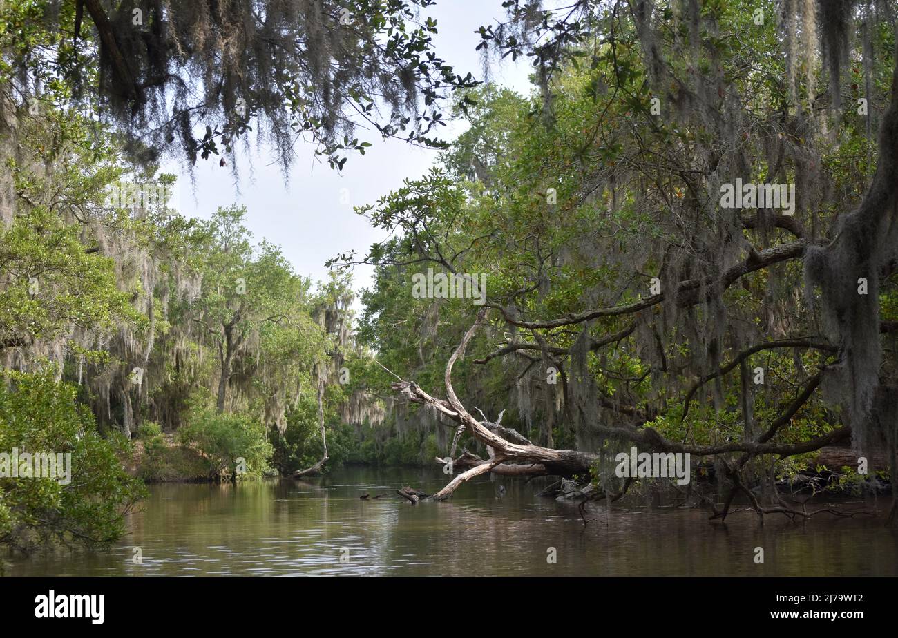 Louisiana bayou dead trees hi-res stock photography and images - Alamy