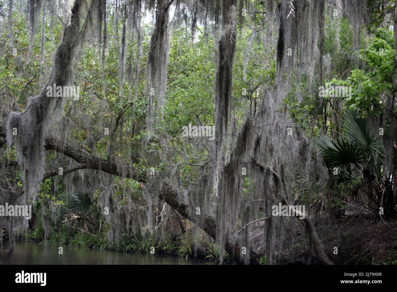 Thick clumps of Spanish moss hanging from trees in the bayou Stock ...