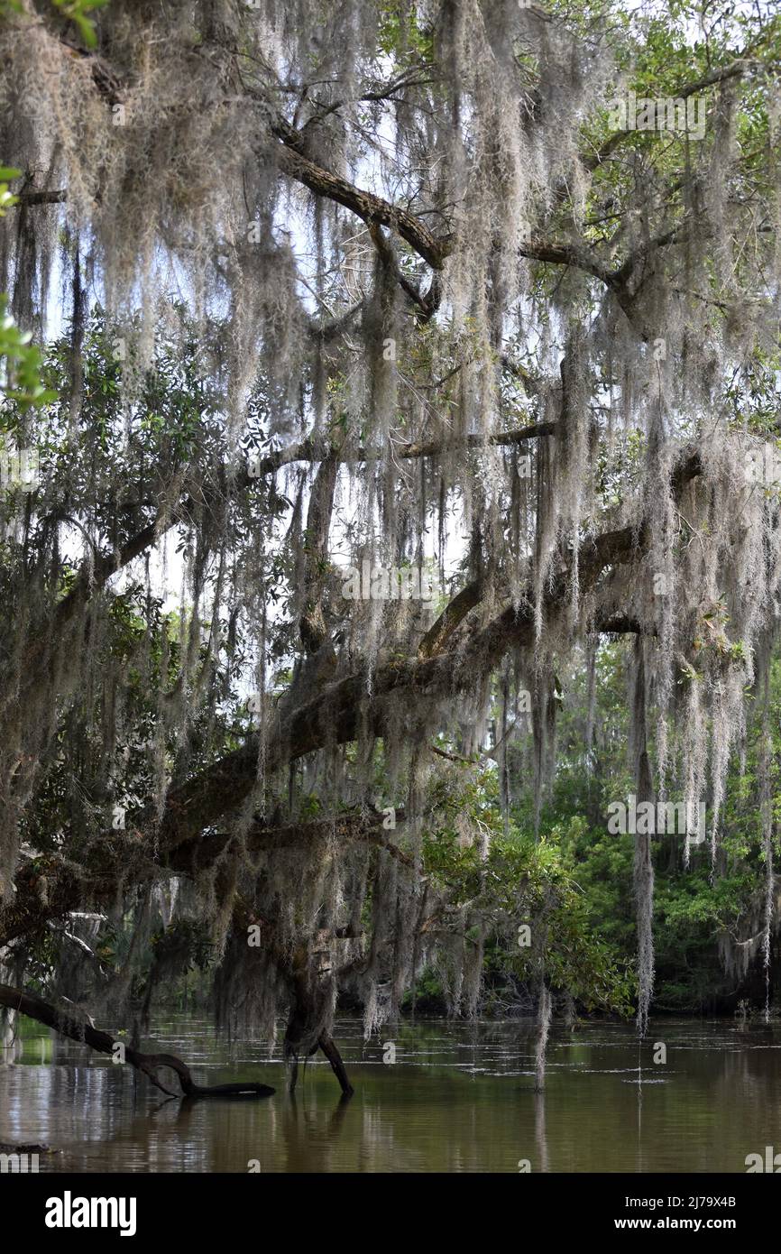 Large dead tree in a swamp with Spanish moss hanging down Stock Photo ...