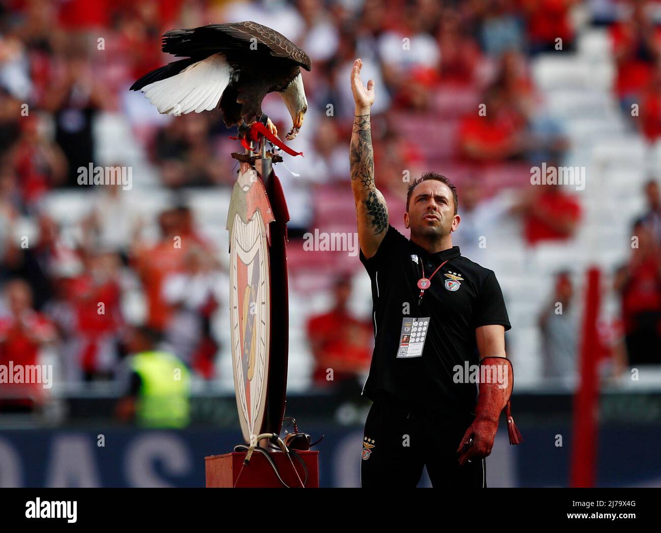 Vitoria the benfica mascot hi-res stock photography and images - Alamy