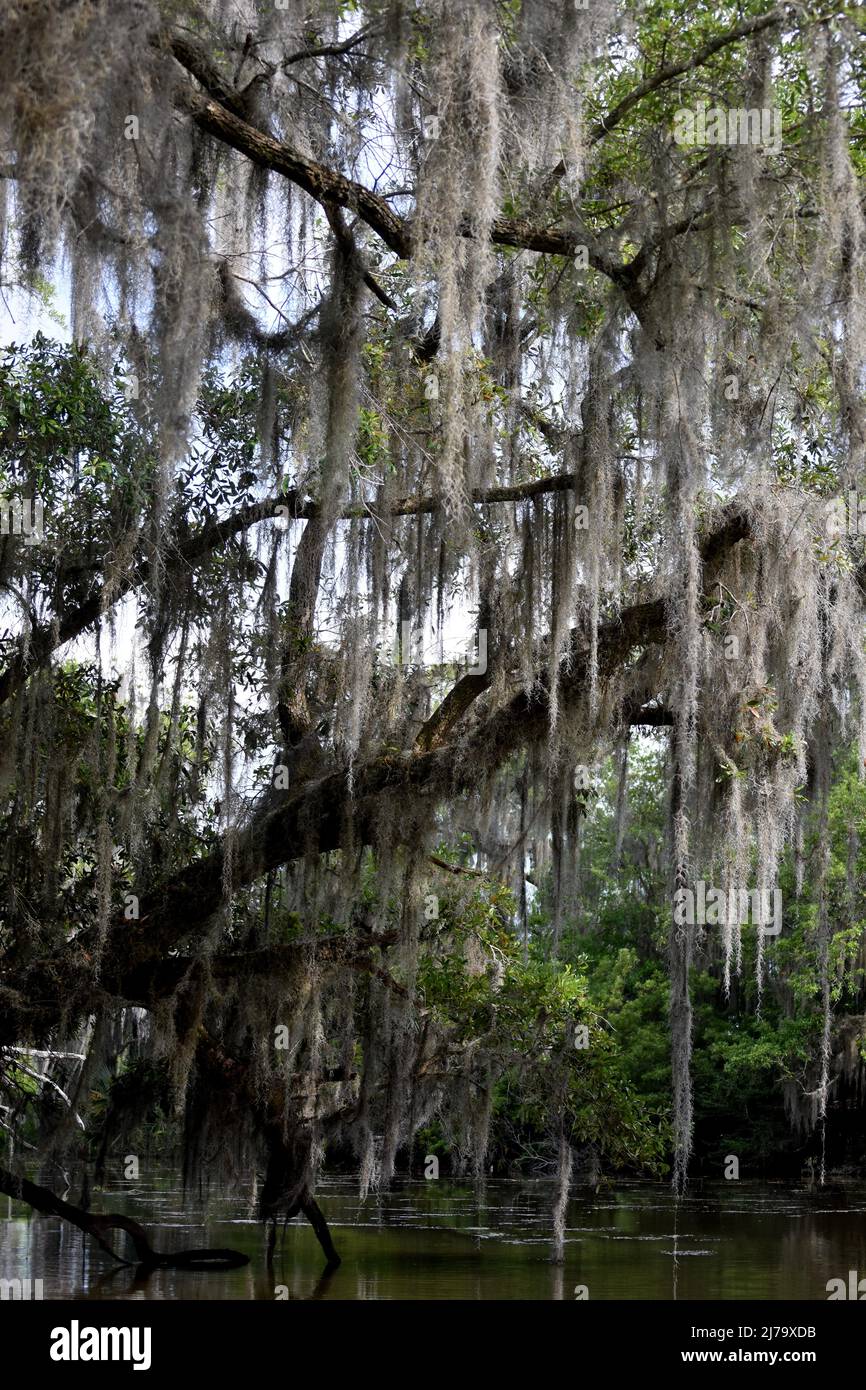Tree draped in Spanish moss in the bayou Stock Photo - Alamy
