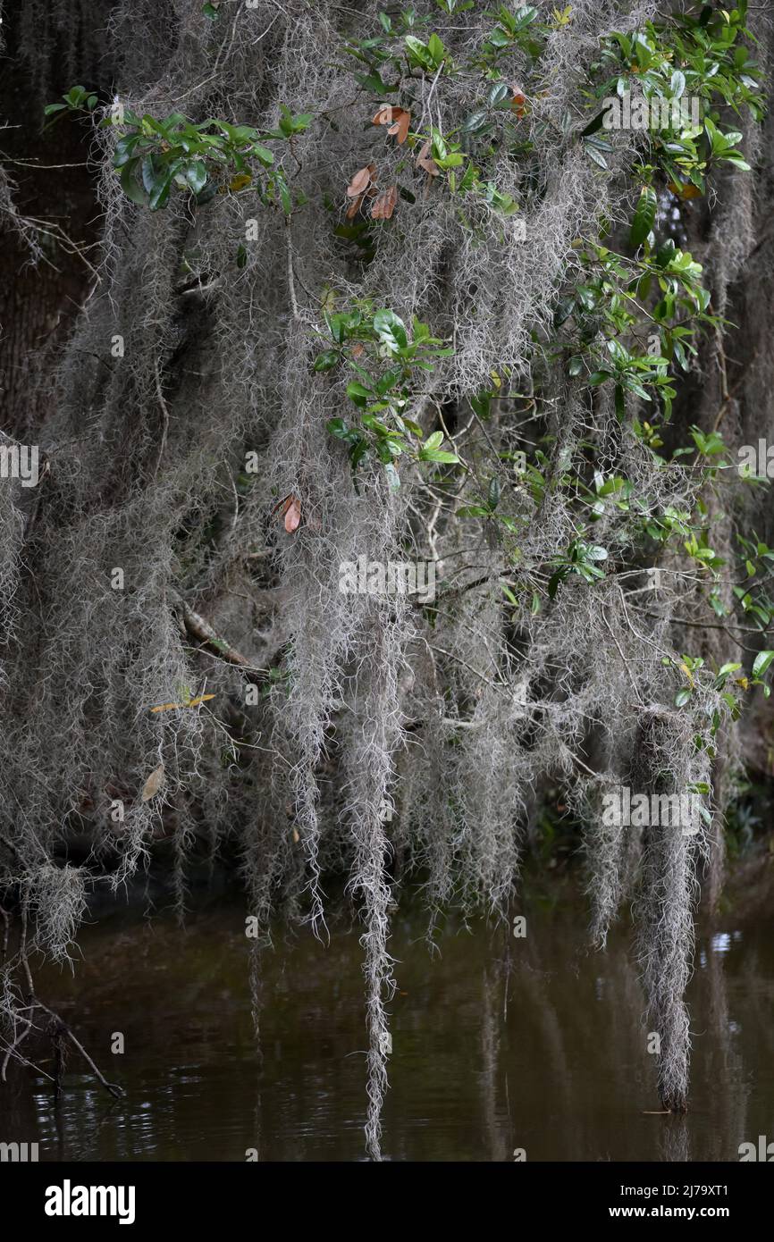 Aerophyte hi-res stock photography and images - Alamy