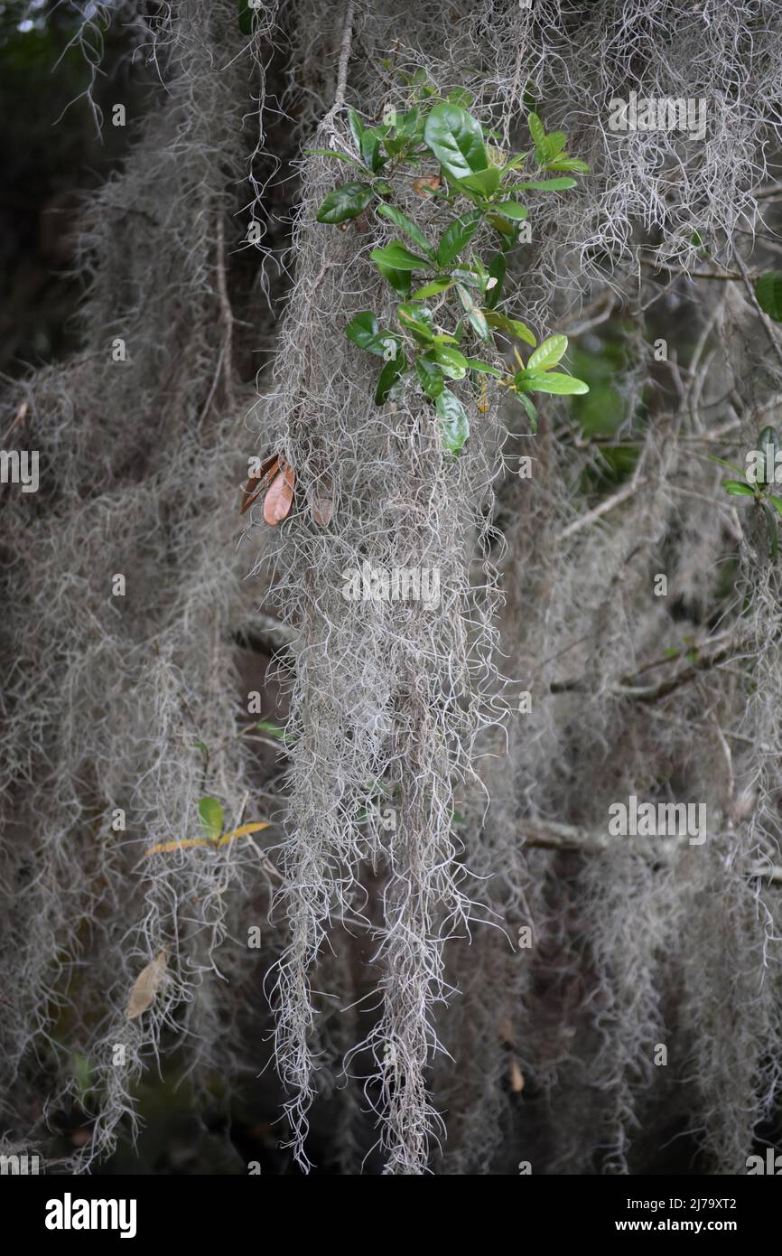Spanish moss hanging off a plant in Louisiana Stock Photo - Alamy