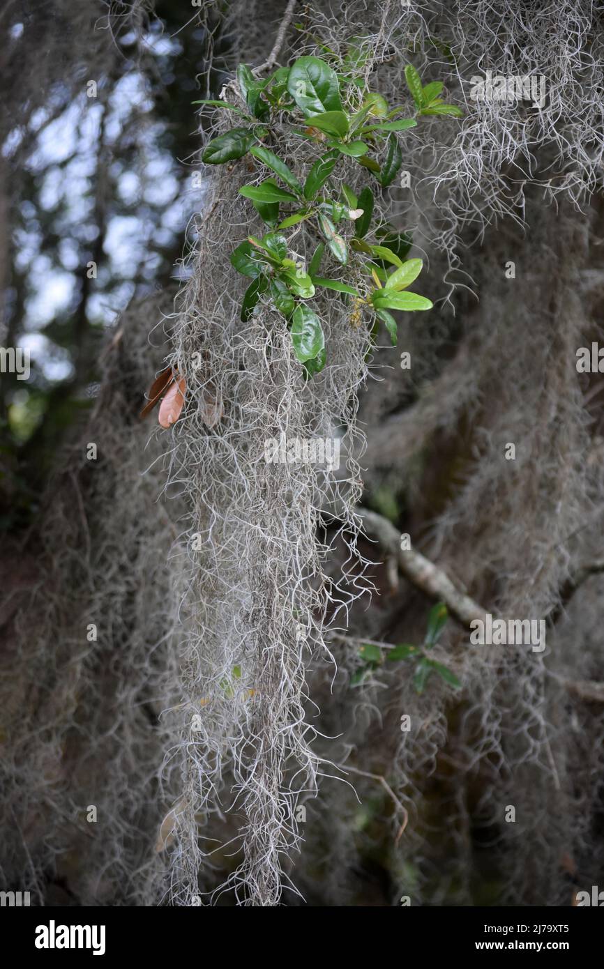 Airplant dripping of a plant in the river bayou Stock Photo - Alamy