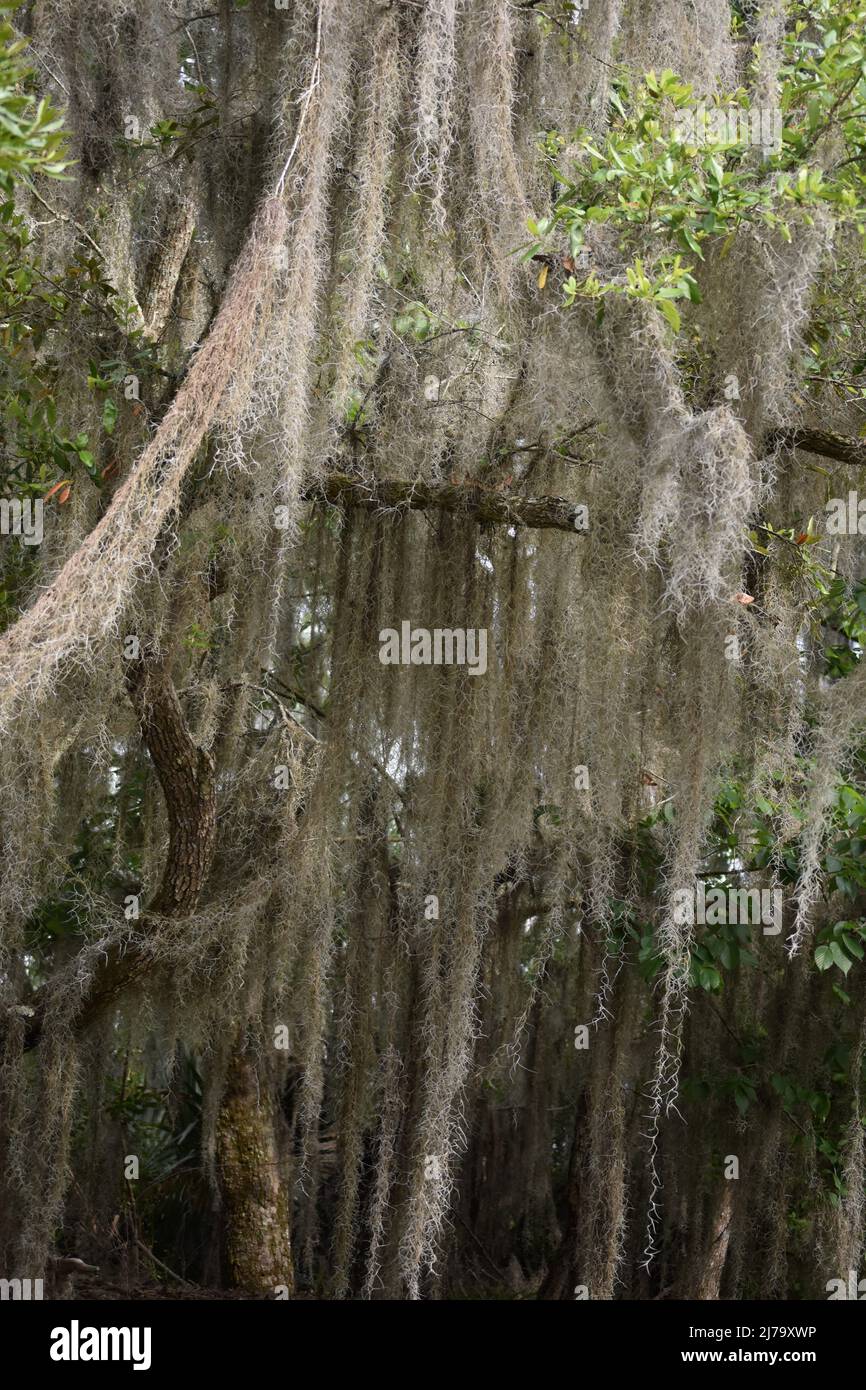Large clusters of long moss in Southern Louisiana Stock Photo - Alamy