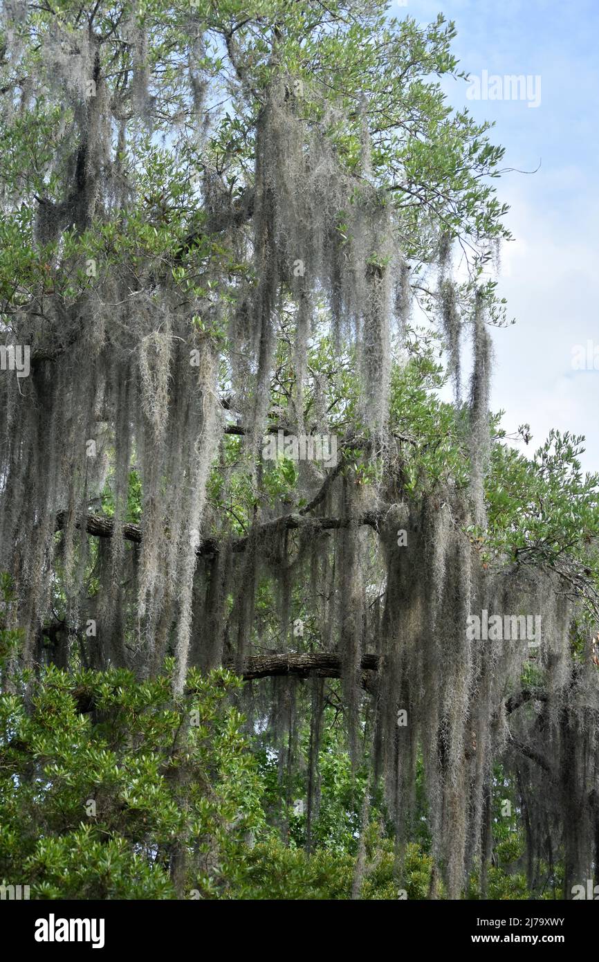 Long moss hanging from trees in the bayou Stock Photo - Alamy
