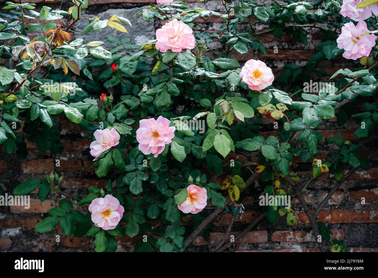 Rose pink vine hi-res stock photography and images - Alamy