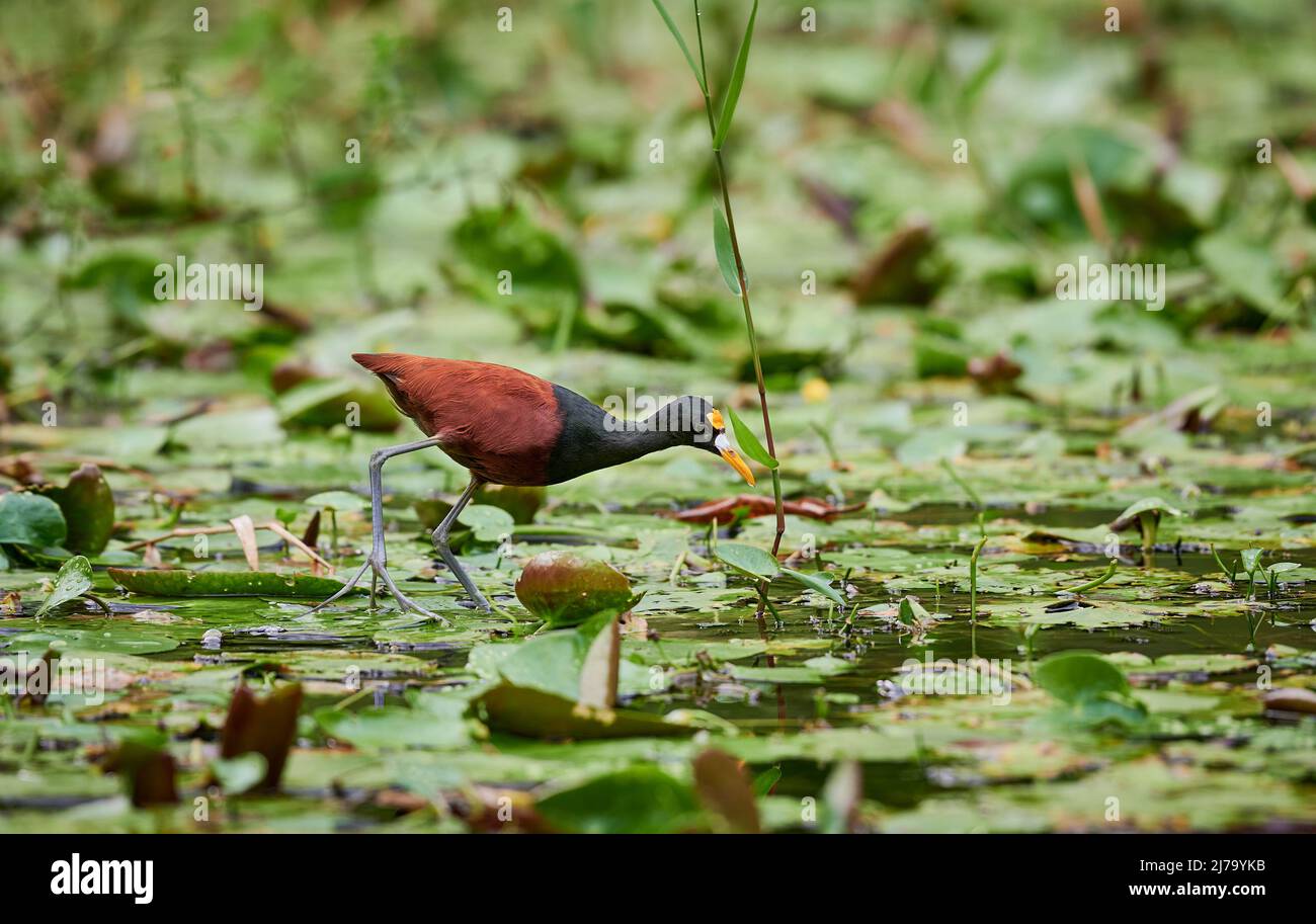 northern jacana or northern jaçana (Jacana spinosa), Maquenque Eco ...