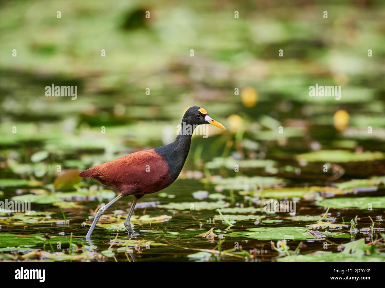 northern jacana or northern jaçana (Jacana spinosa), Maquenque Eco ...