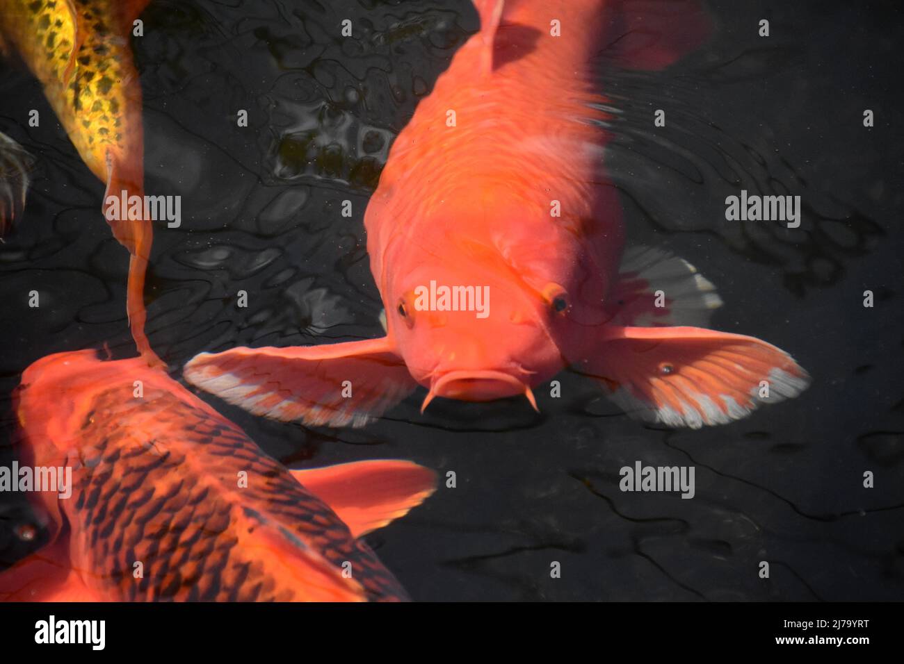 Bright colored koi fish swimming around in a koi pond Stock Photo - Alamy