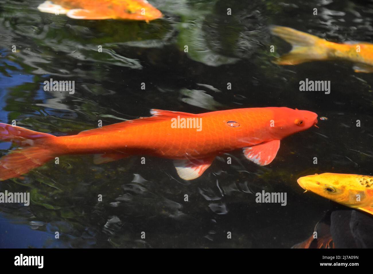 Brightly colored koi hi-res stock photography and images - Alamy