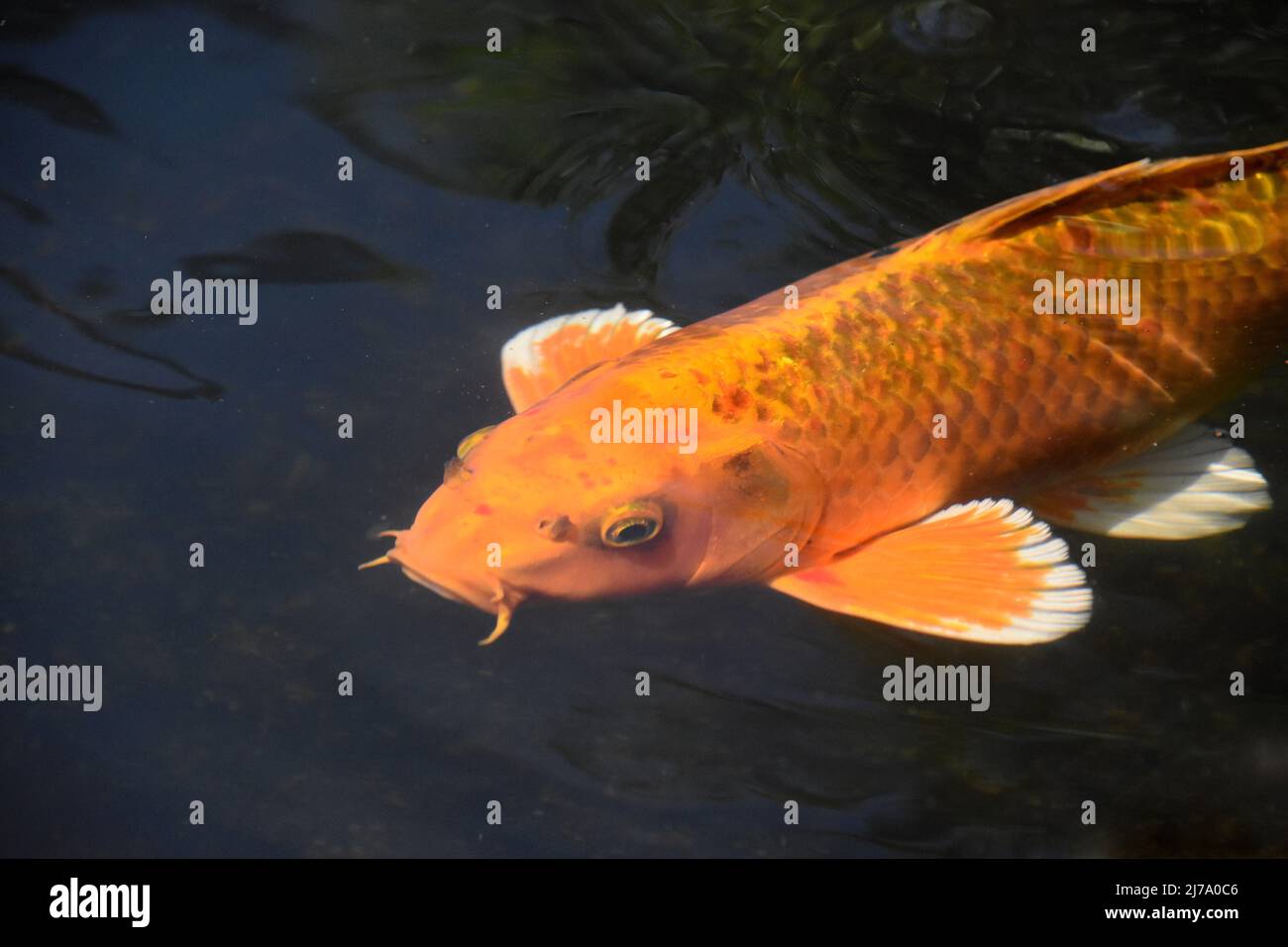 Beautiful capture of an orange koi fish swimming in a pond Stock Photo ...