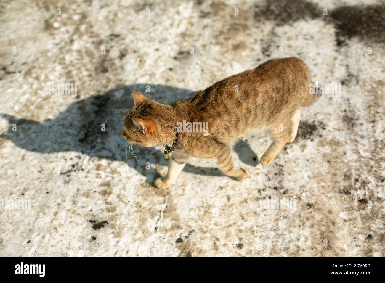 Cat sniffing owner hi-res stock photography and images - Alamy
