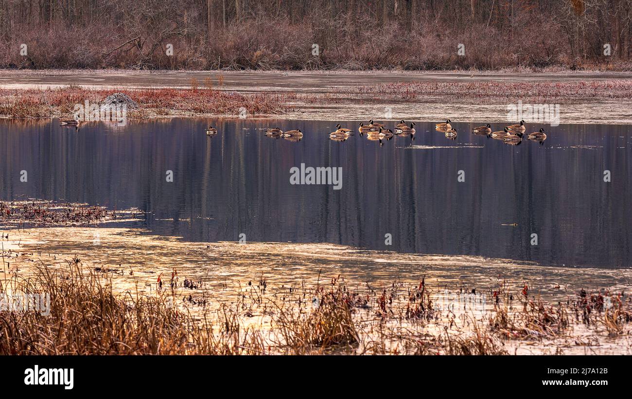 River raisin michigan hi-res stock photography and images - Alamy