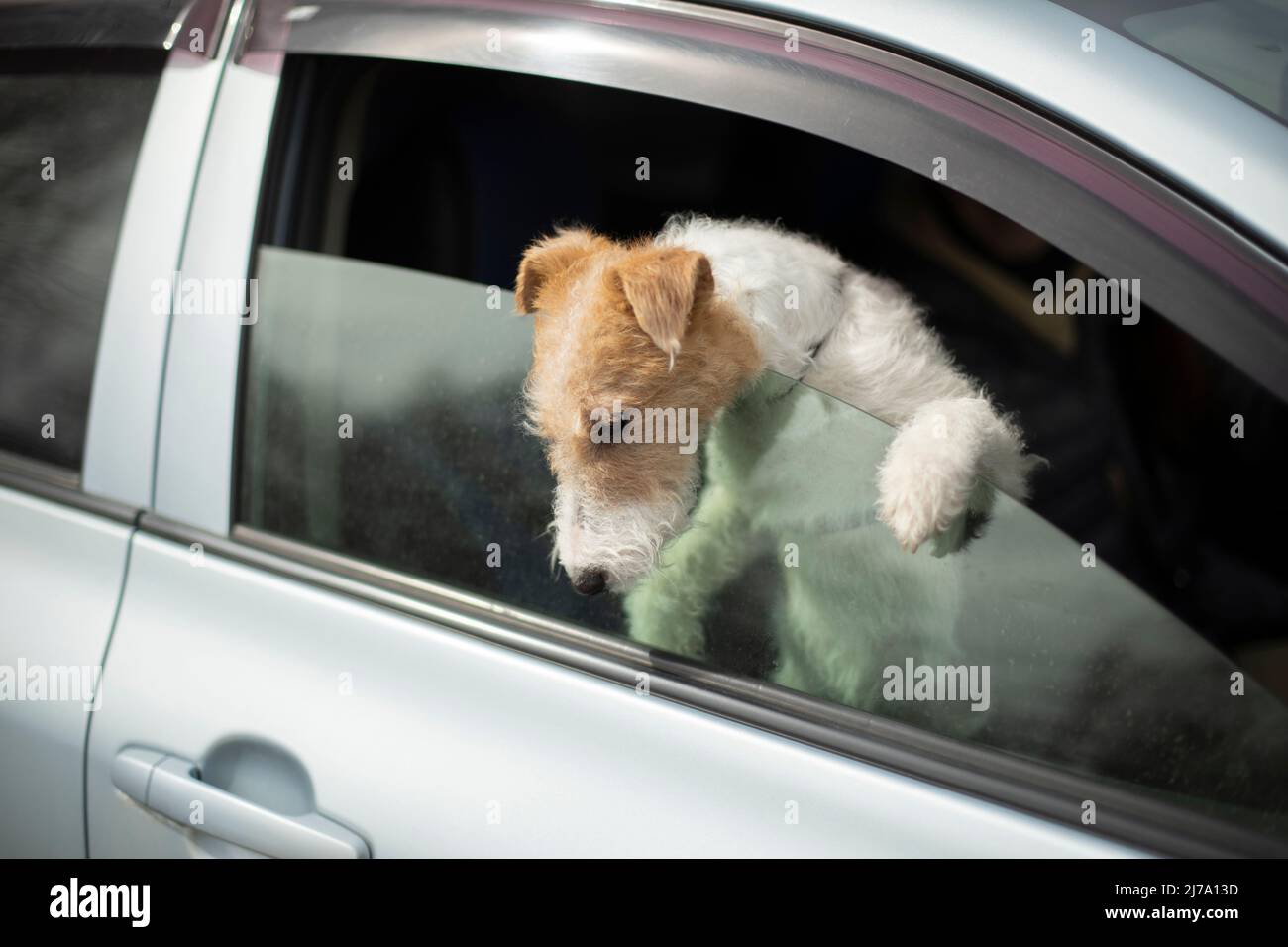 Dog looks out of car window. Animal in transport. Pet climbed out ...