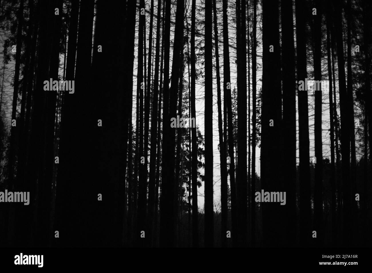 Forest at night. Trees in dark. Silhouette of forest. Black shadows of ...