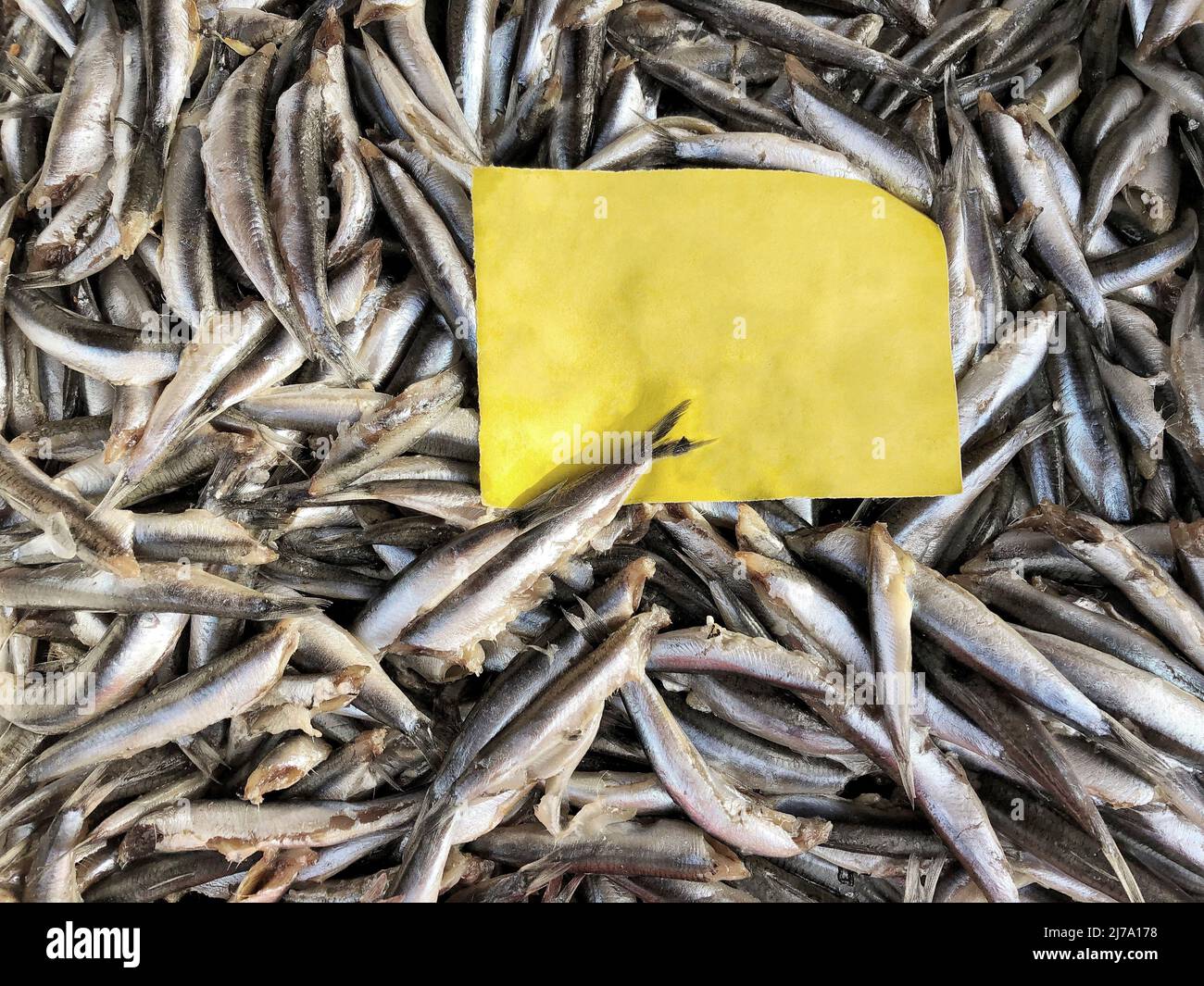 raw anchovy fishes on market with label on Stock Photo - Alamy