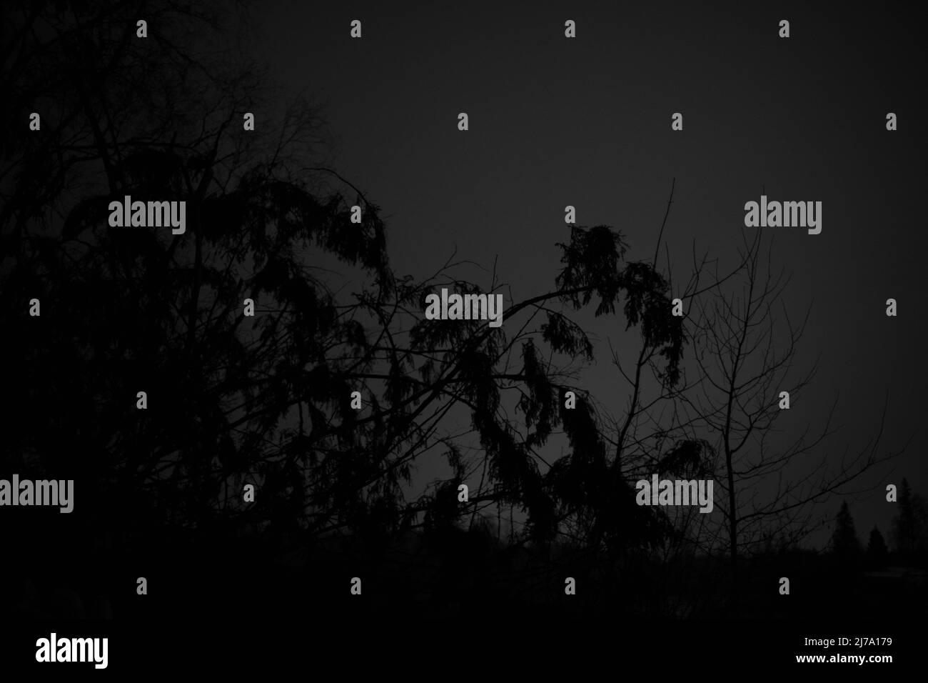 Forest at night. Trees in dark. Silhouette of forest. Black shadows of ...