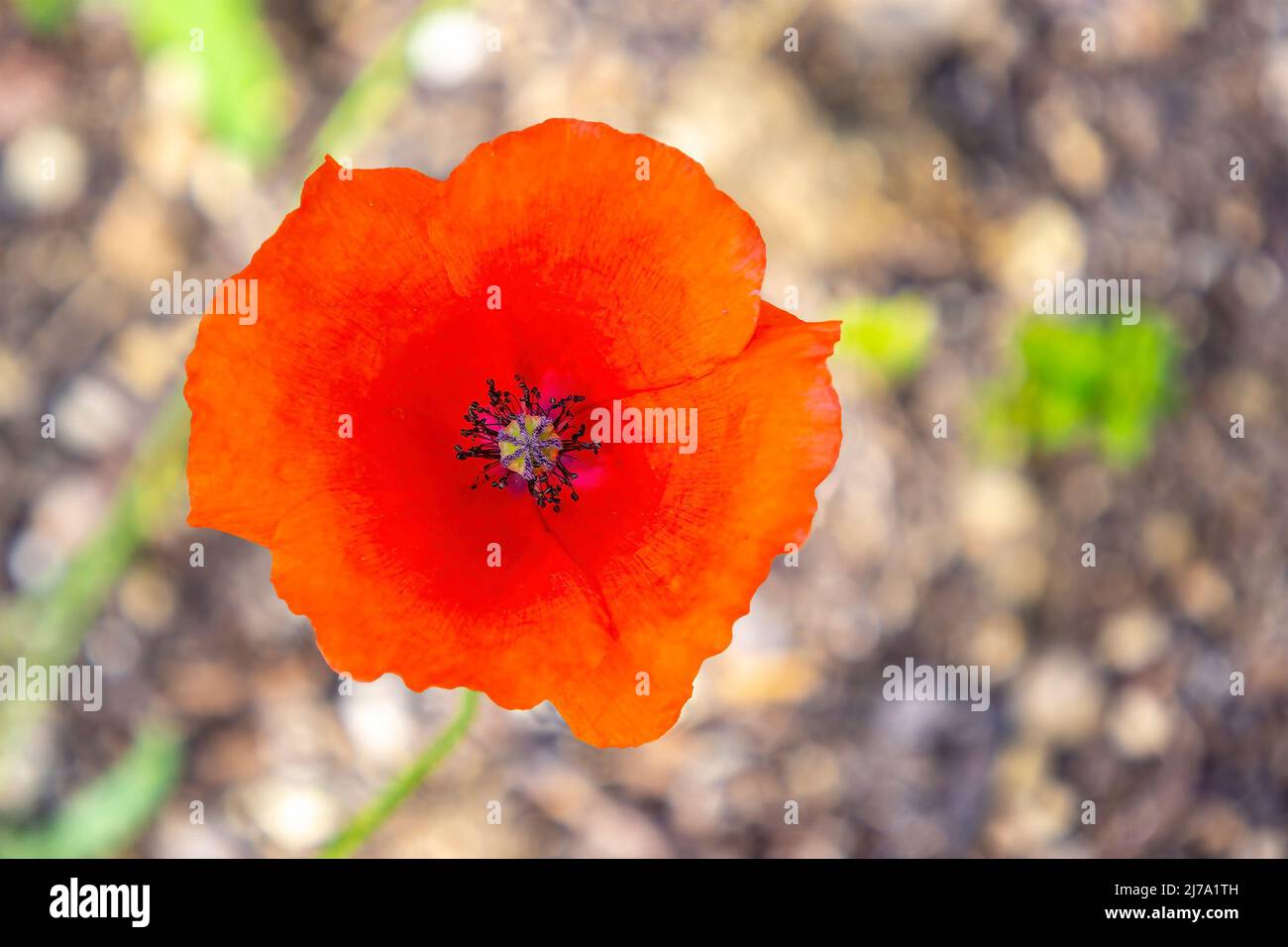 Papaver rhoeas, common names are common or corn poppy, corn rose, field ...