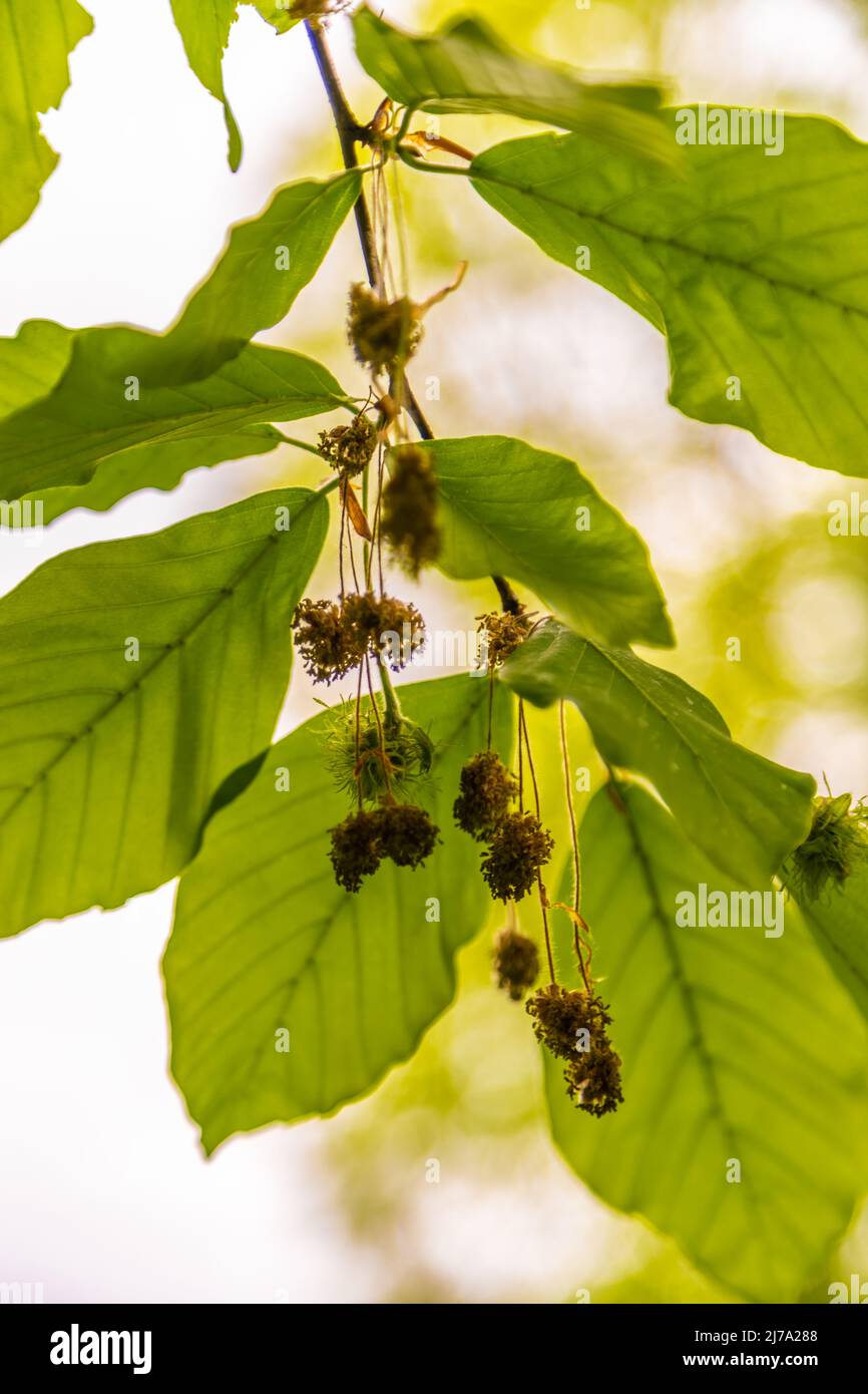 Beech tree showing female flowers, North London Stock Photo - Alamy Beech tree showing female flowers, North London Stock Photo - Alamy