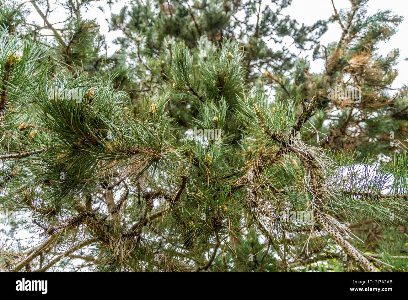 Branches of Scots Pine in North London showing spiky leaves Stock Photo ...