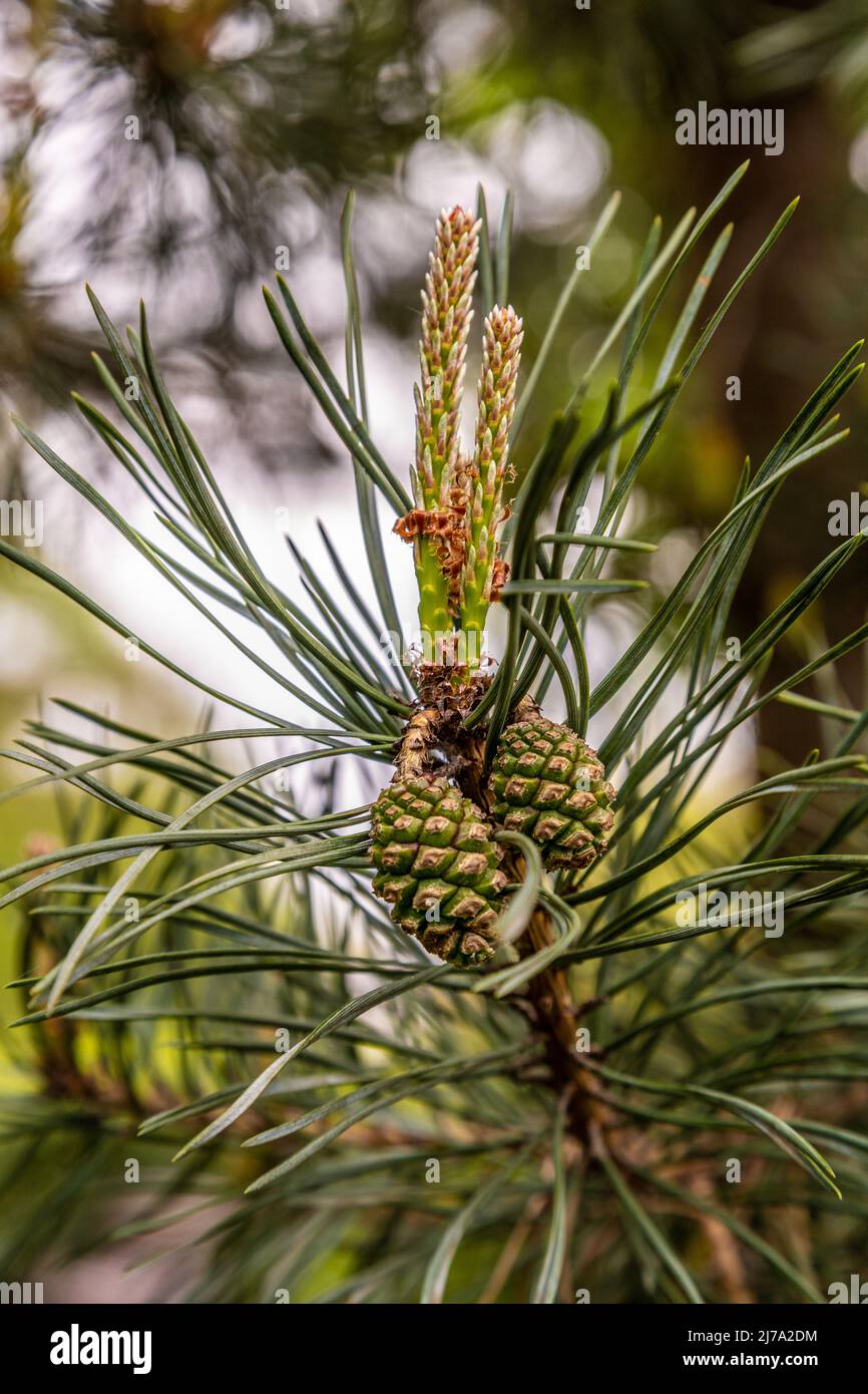 Scots Pine bud and cone Stock Photo - Alamy