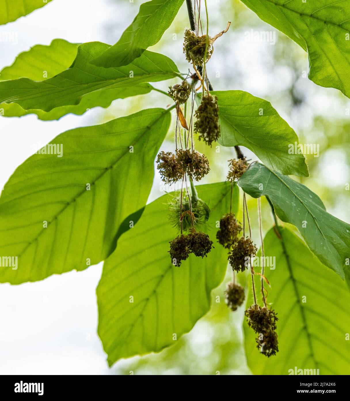 Beech tree showing female flowers, North London Stock Photo - Alamy Beech tree showing female flowers, North London Stock Photo - Alamy