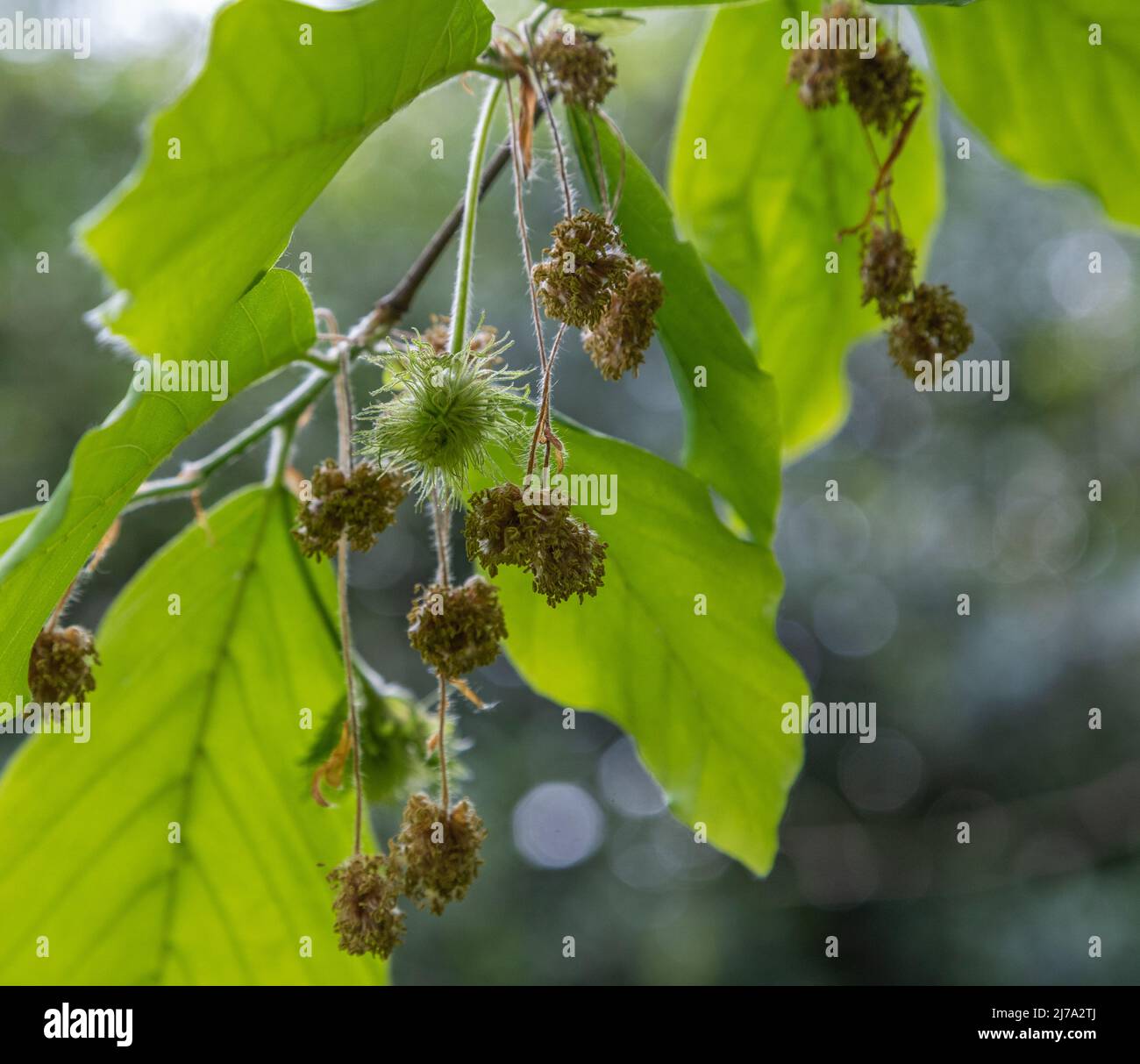 Beech tree showing female flowers, North London Stock Photo - Alamy Beech tree showing female flowers, North London Stock Photo - Alamy