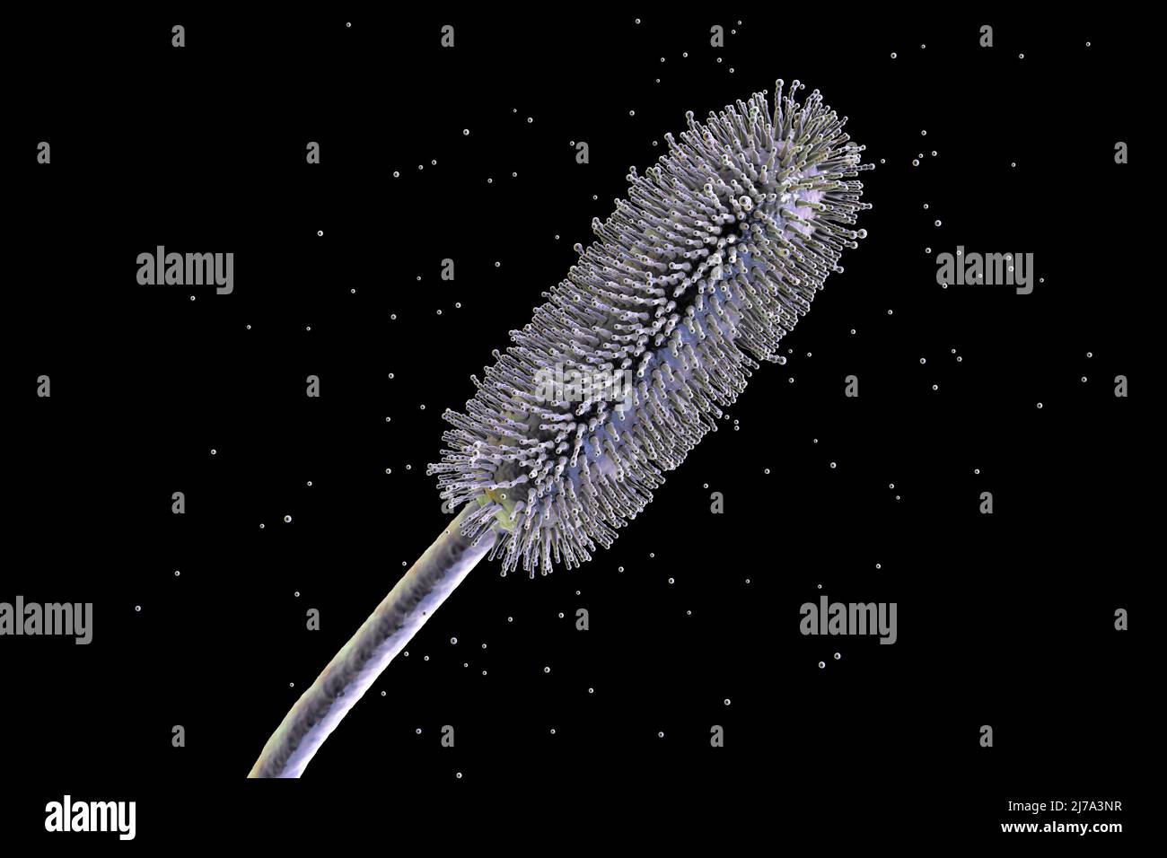 Aspergillus clavatus hi-res stock photography and images - Alamy