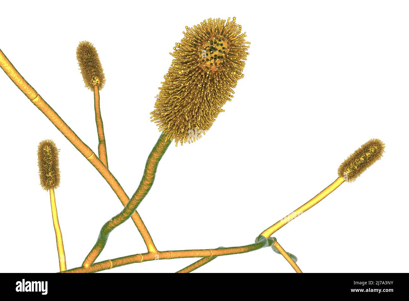 Aspergillus clavatus mould fungus, illustration Stock Photo - Alamy