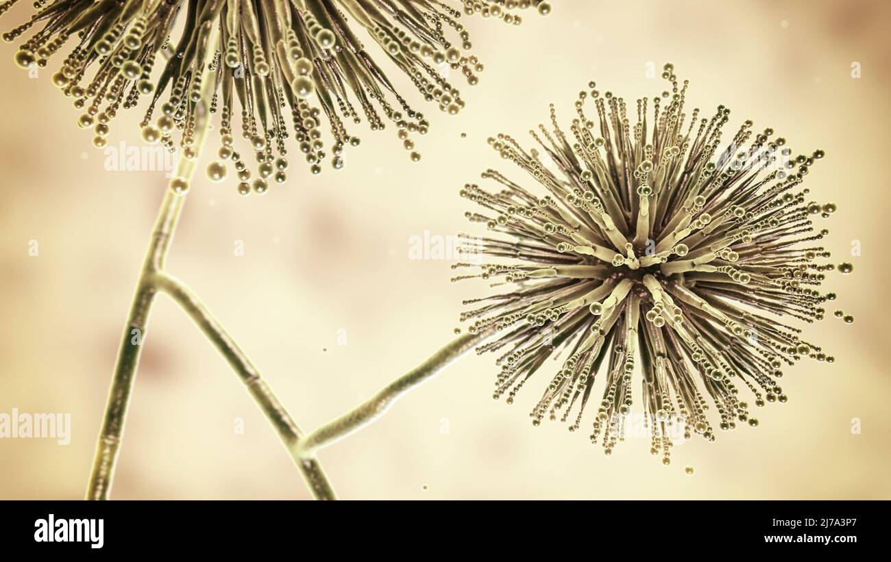 Aspergillus niger fungus, illustration Stock Photo - Alamy
