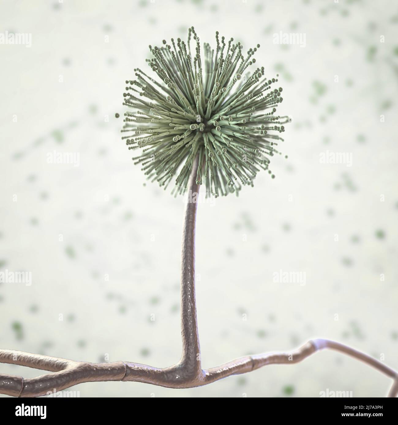 Aspergillus niger fungus, illustration Stock Photo - Alamy