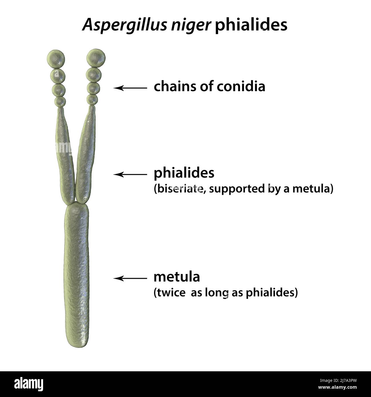 Fungus morphology Cut Out Stock Images & Pictures - Alamy