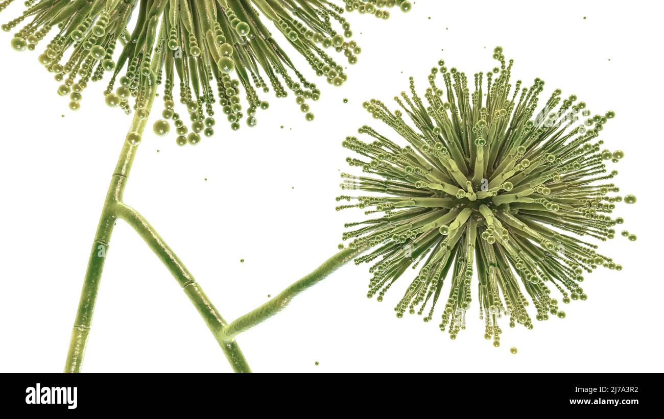 Labelled Aspergillus Niger Under Microscope