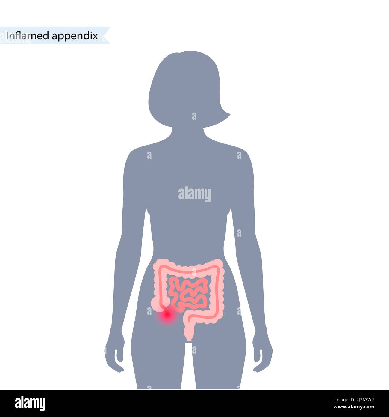 Appendix one Cut Out Stock Images & Pictures - Alamy