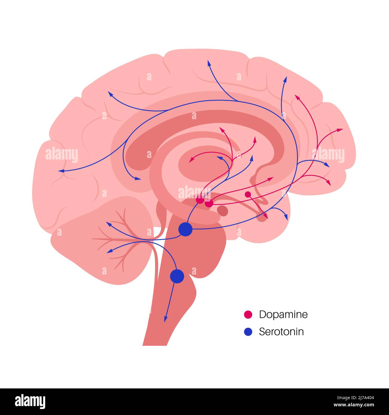 Dopamine And Serotonin