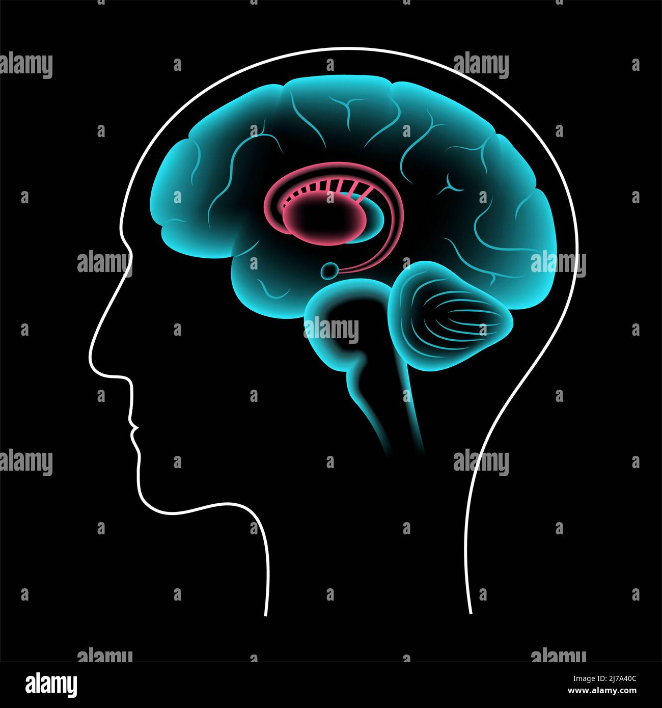 Basal ganglia anatomy, illustration Stock Photo - Alamy