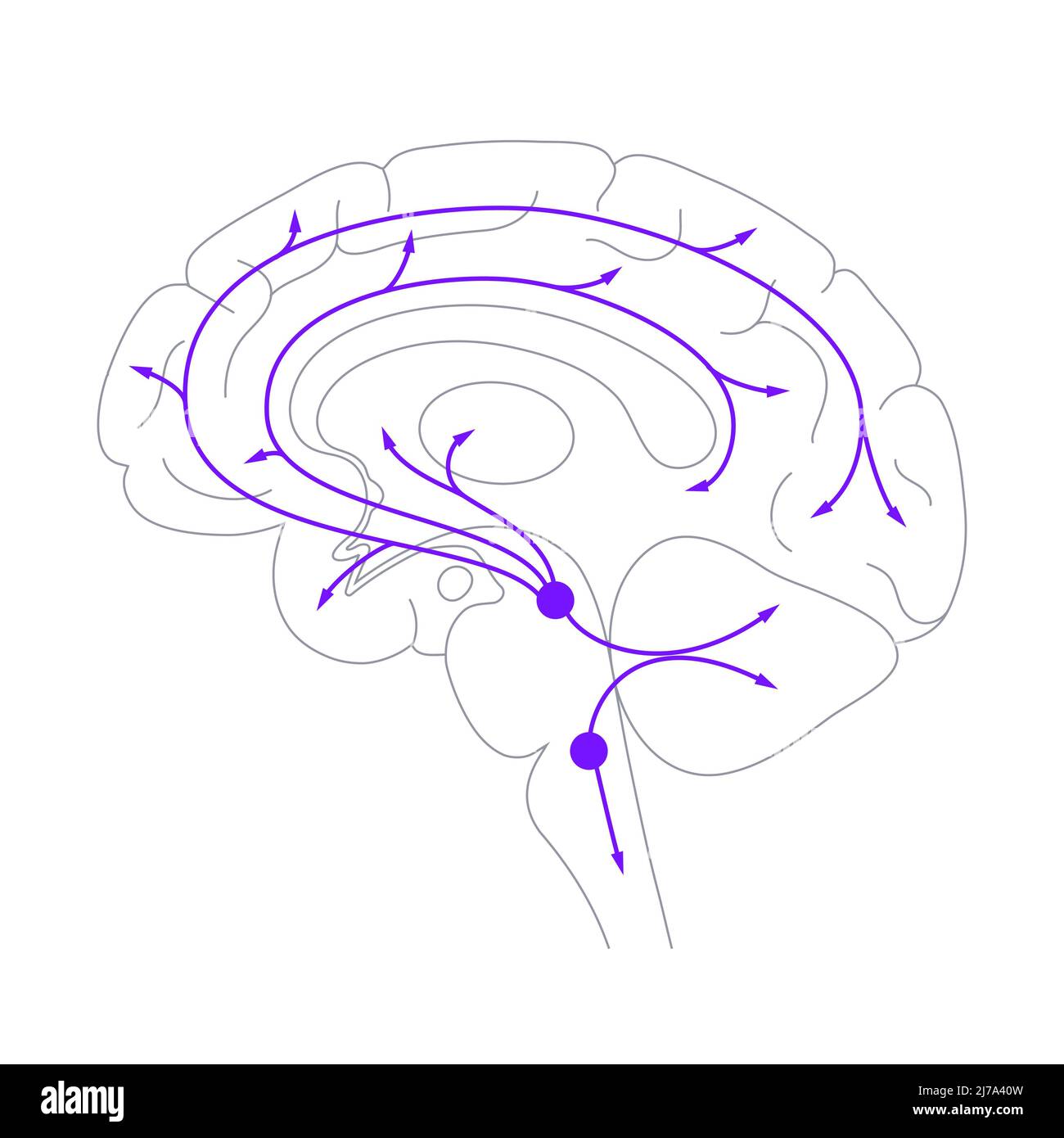 Serotonin pathway in brain, illustration Stock Photo - Alamy