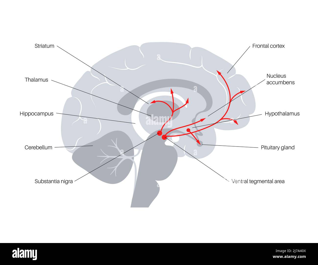 Dopamine pathway, illustration Stock Photo - Alamy