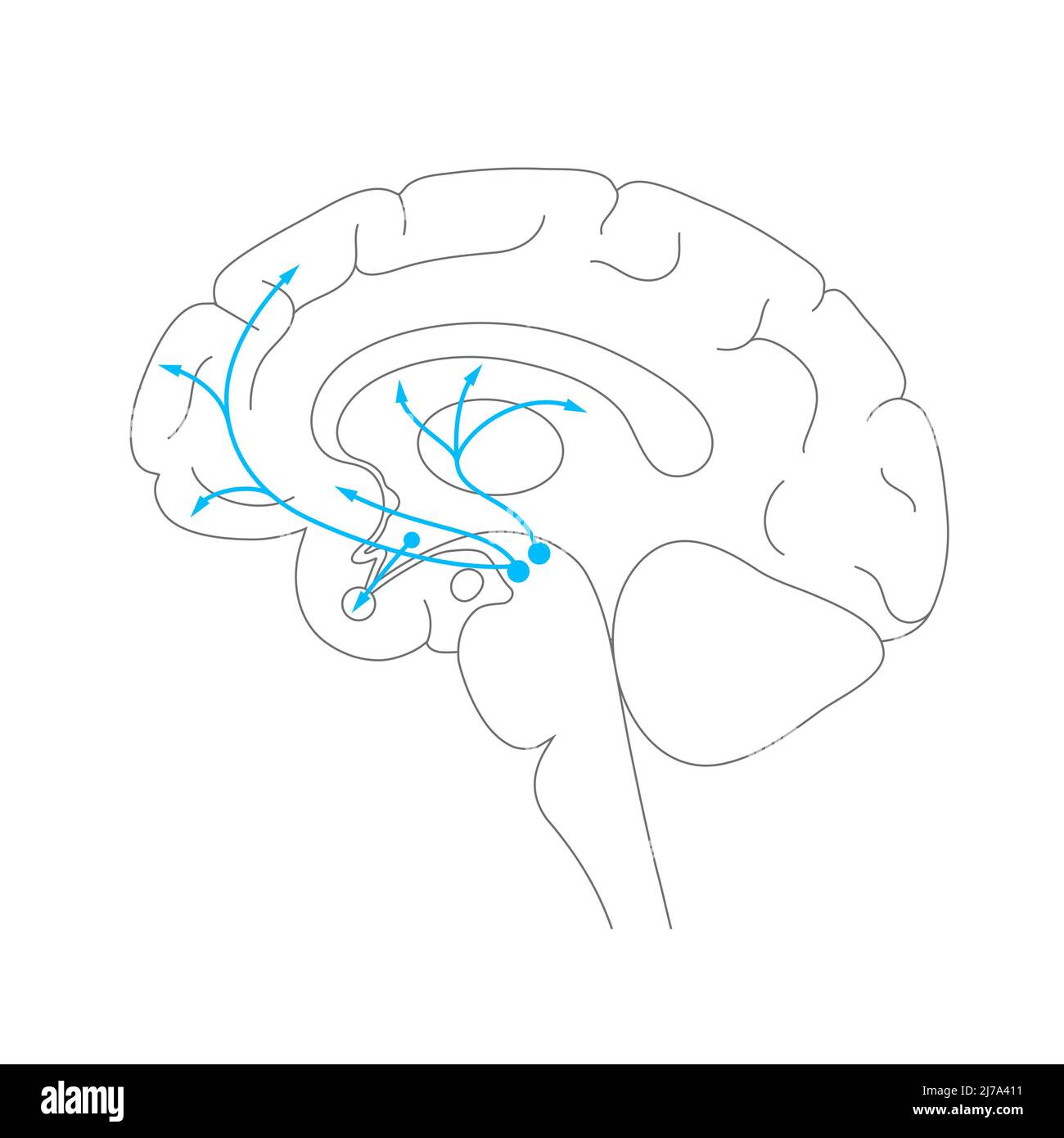 Dopamine pathway, illustration Stock Photo - Alamy