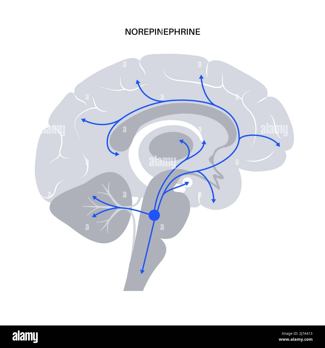 Norepinephrine secretion hi-res stock photography and images - Alamy
