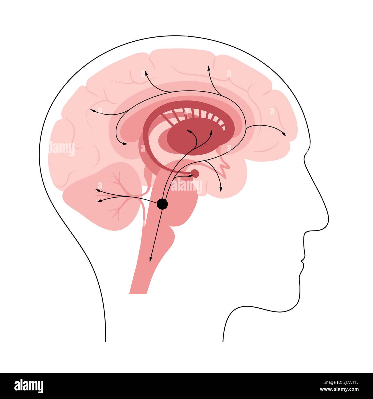 Norepinephrine hormone pathway, illustration Stock Photo - Alamy