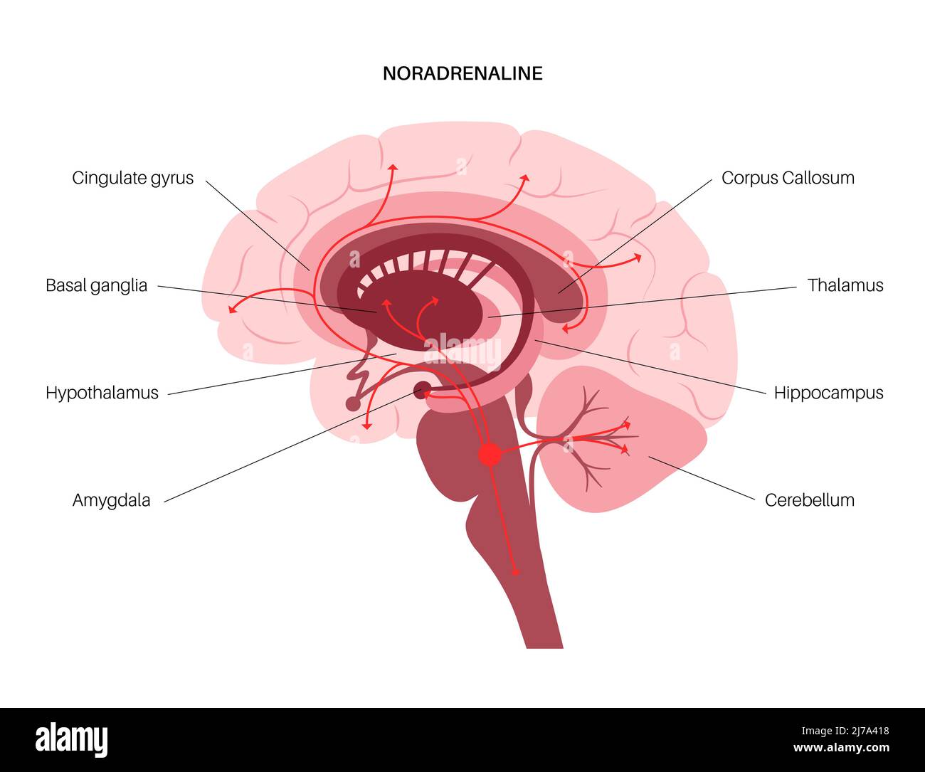 Norepinephrine hormone pathway, illustration Stock Photo - Alamy