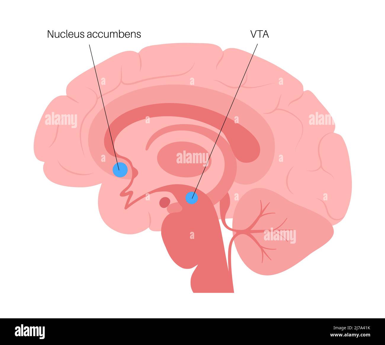 Nucleus Accumbens Coronal
