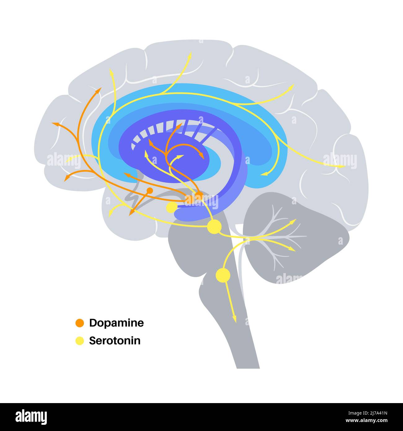 Dopamine In The Brain