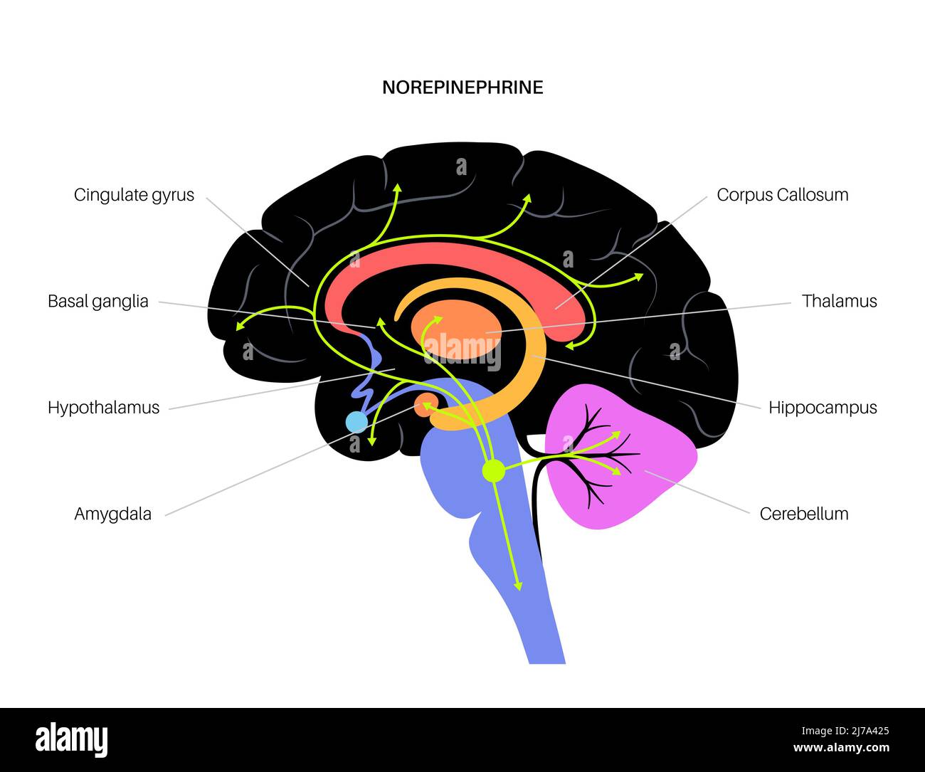 Norepinephrine hormone pathway, illustration Stock Photo - Alamy