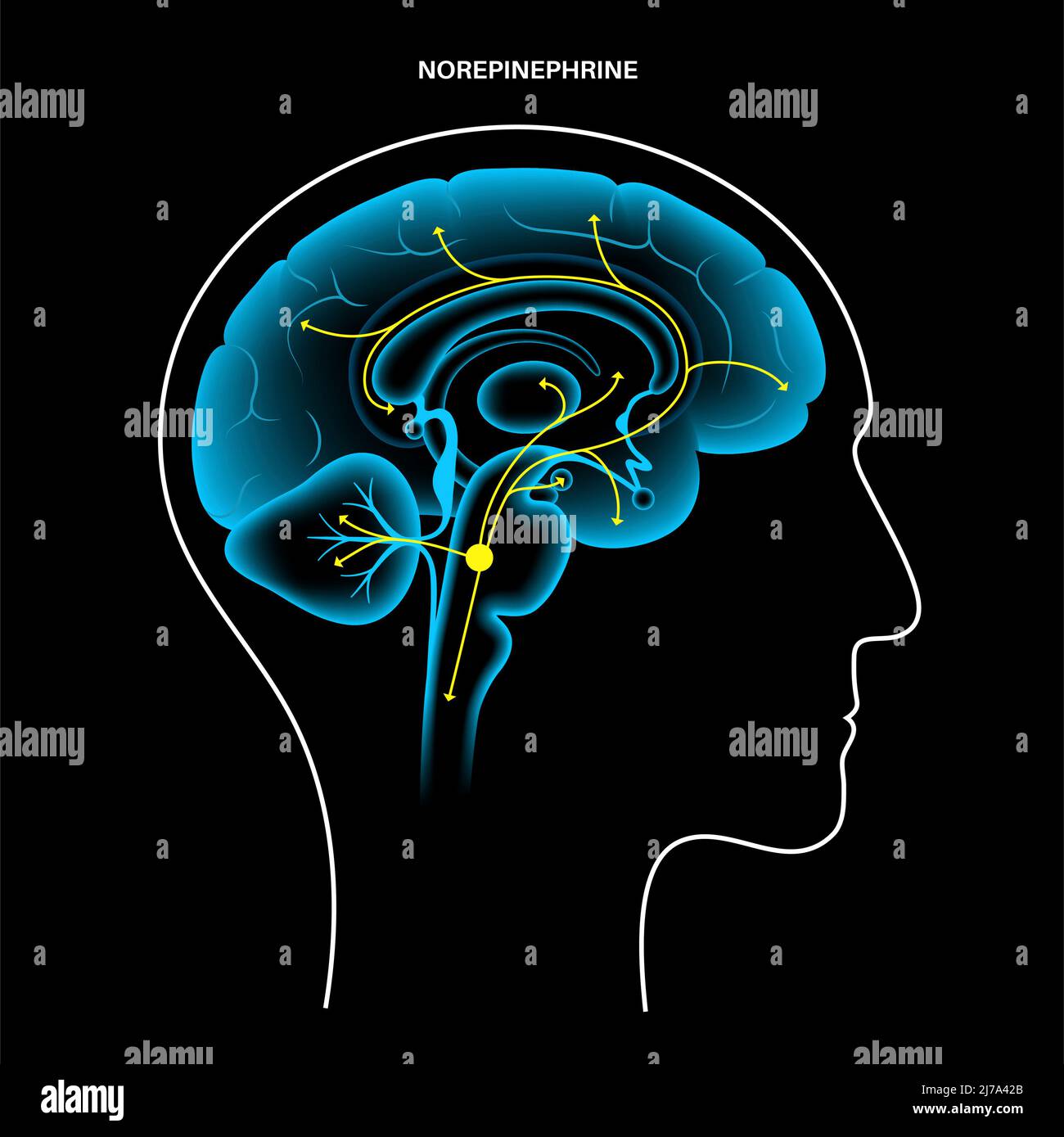 Norepinephrine In The Brain