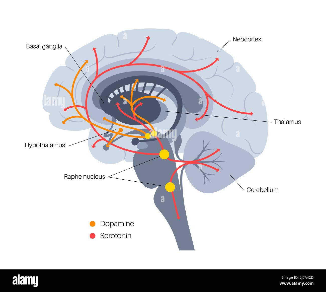 Serotonin and dopamine pathway, illustration Stock Photo - Alamy